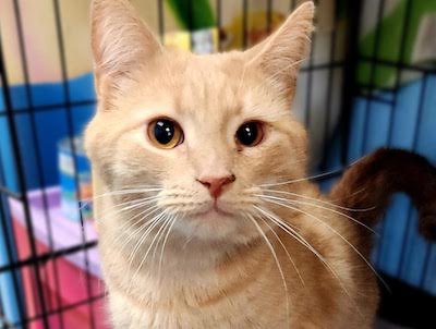 Meet Simba | Pet Finder | Page Valley News | PVN Pets